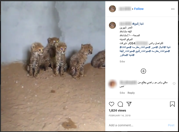The Backyard Cheetahs of Arabia